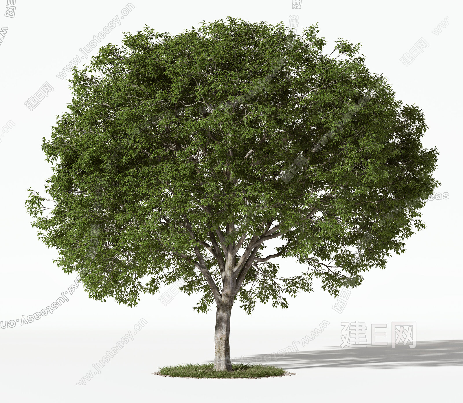 【现代树木3d模型】建e网现代树木3d模型下载 Id113200989 打造3d现代树木模型免费下载平台