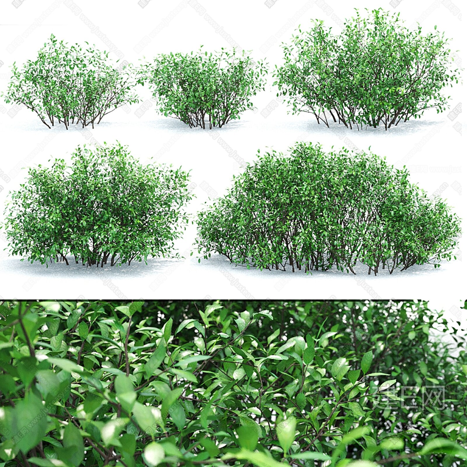 【现代灌木3d模型】建e网现代灌木3d模型下载 Id116346922 打造3d现代灌木模型免费下载平台