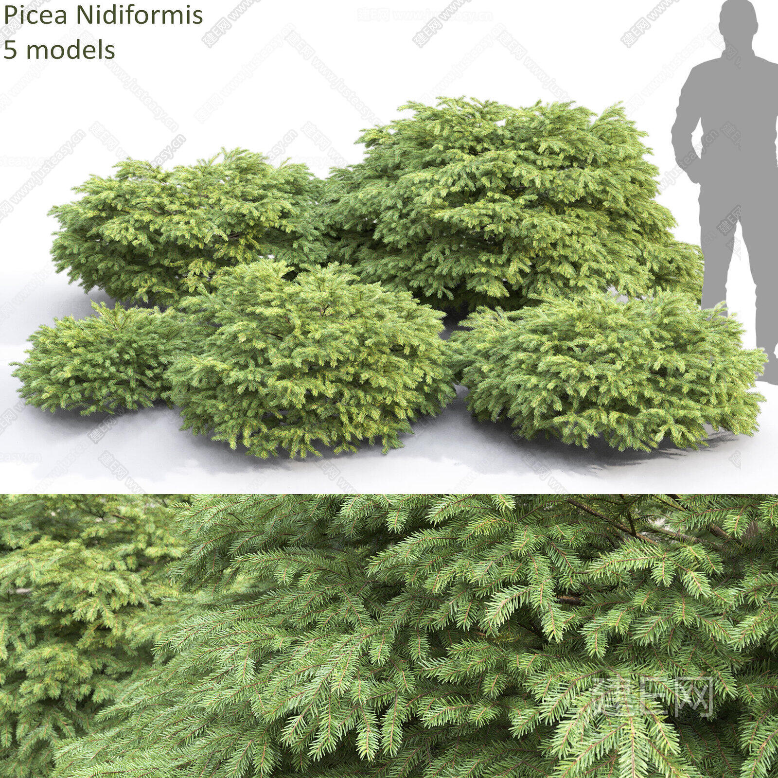 【现代灌木植物3d模型】建e网现代灌木植物3d模型下载 Id116151246 打造3d现代灌木植物模型免费下载平台