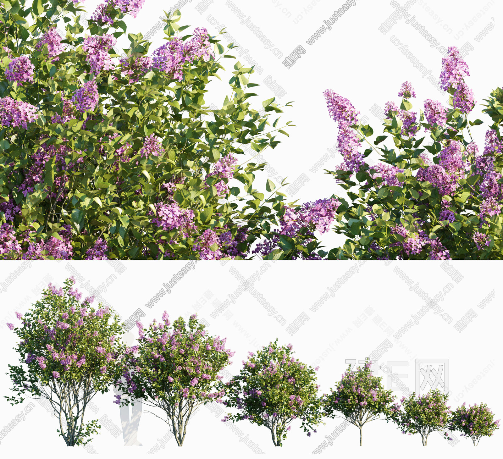 【欧丁香灌木植物3d模型】建e网欧丁香灌木植物3d模型下载 Id117396604 打造3d欧丁香灌木植物模型免费下载平台