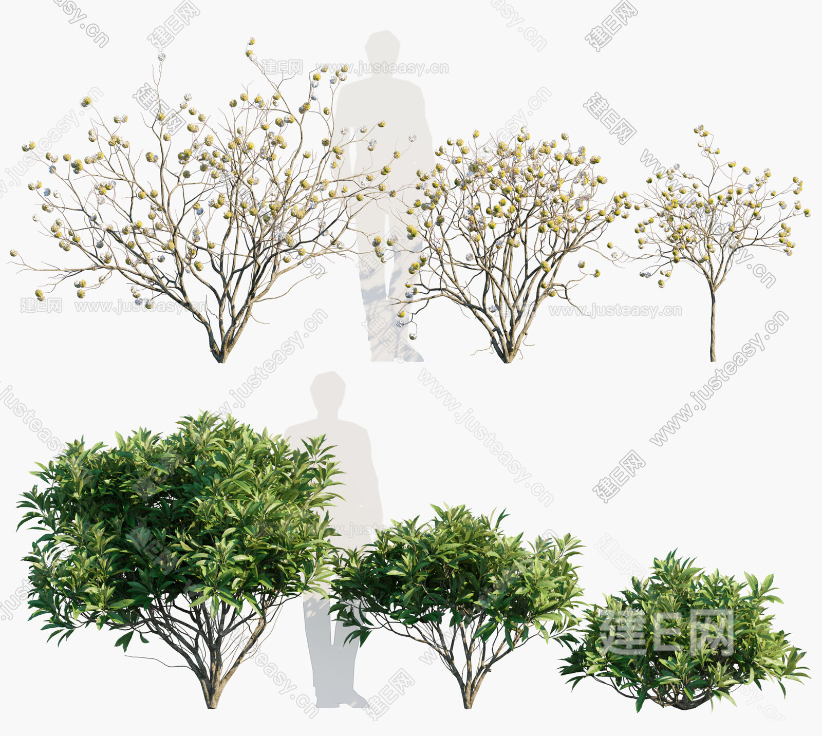 【结香灌木植物3d模型】建e网结香灌木植物3d模型下载 Id117396671 打造3d结香灌木植物模型免费下载平台