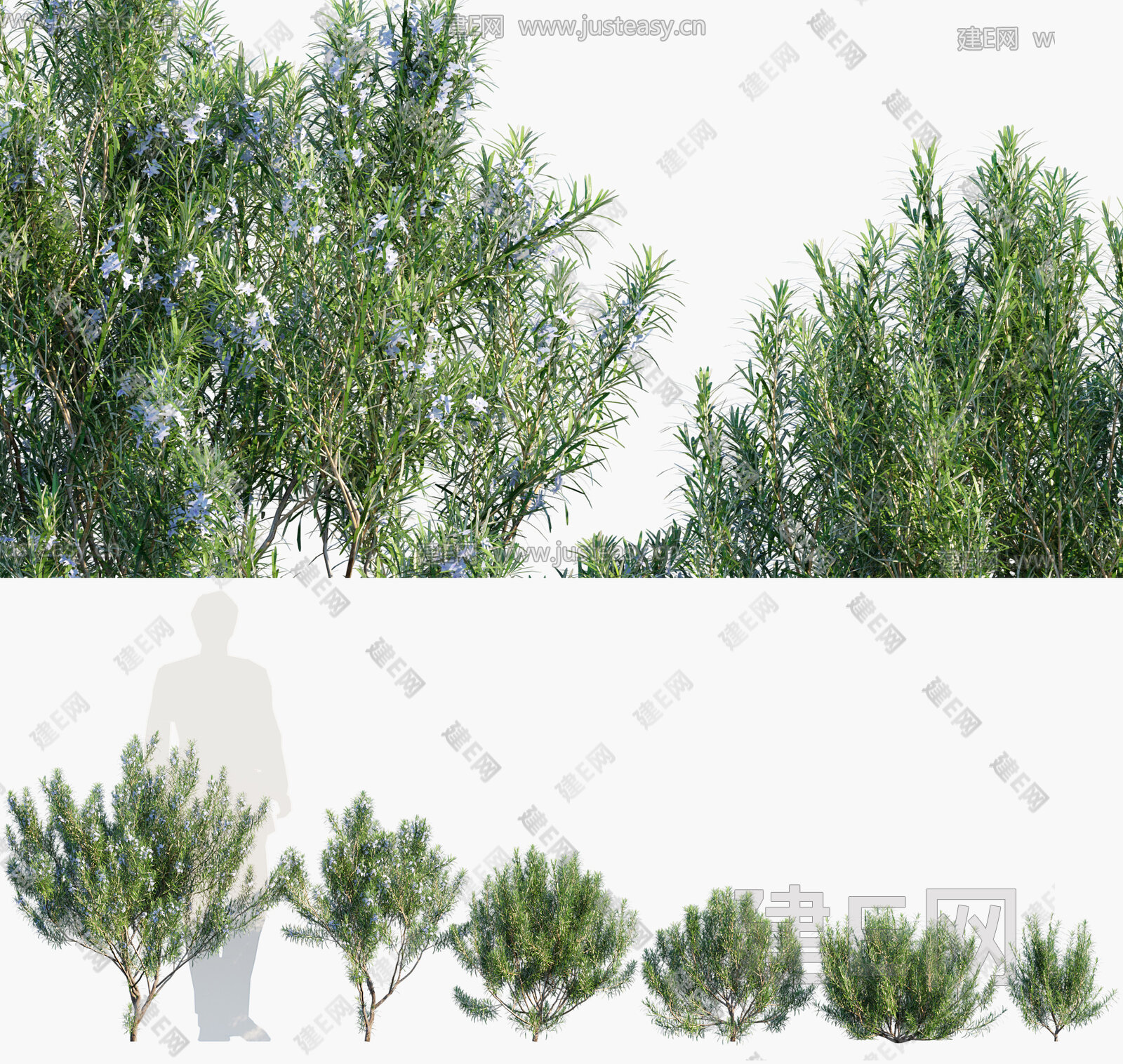 【迷蝶香灌木植物3d模型】建e网迷蝶香灌木植物3d模型下载 Id117331162 打造3d迷蝶香灌木植物模型免费下载平台