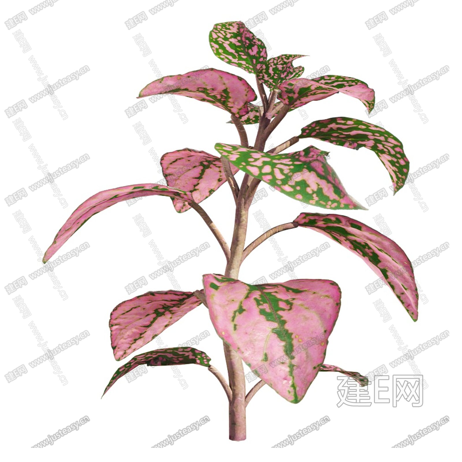 【现代植物3d模型】建e网现代植物3d模型下载 Id112809104 打造3d现代植物模型免费下载平台
