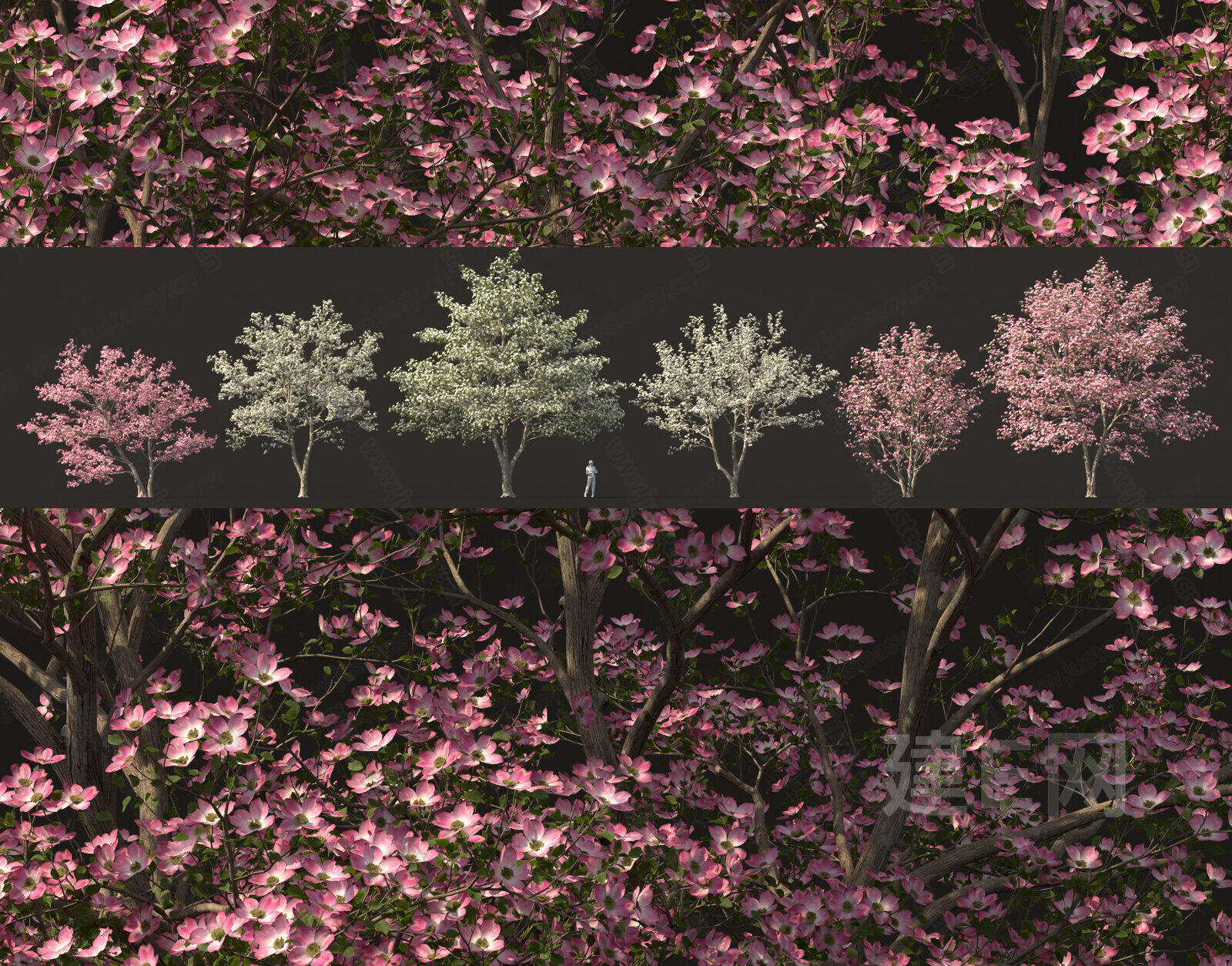 【美洲四照花 山茱萸 落叶乔木 景观园林灌木花树 丛生孤植树池绿化3d模型】建e网美洲四照花 山茱萸 落叶乔木 景观园林灌木花树 丛生孤植树