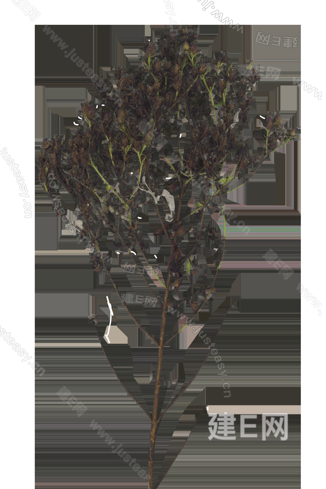 4K高清透明背景植物树叶花草png贴图3d贴图下载[ID:103174515]_建e贴图