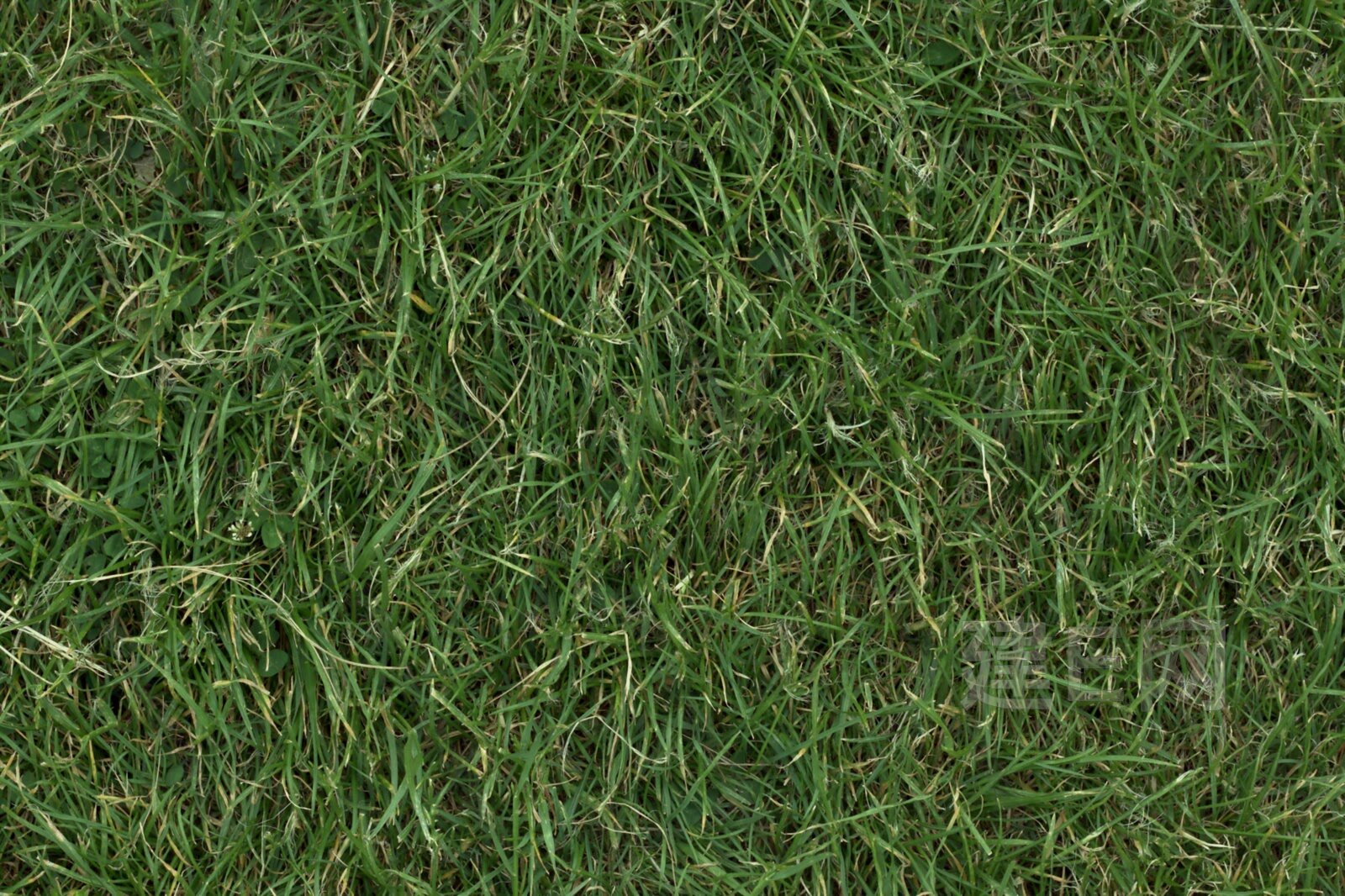 无缝草地贴图3d贴图下载[ID:112480264]_建E室内设计网